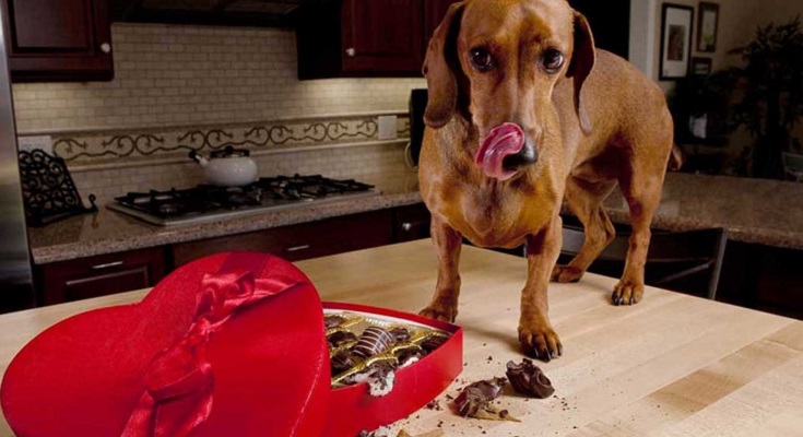 15 Deadly Foods Every Dog Owner Must Know About – AwwThings.com