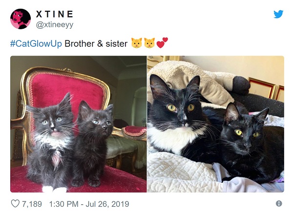 Twitterati Share Cat Transformations Photos And It Goes Viral ...