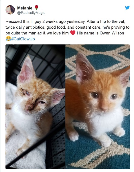 Twitterati Share Cat Transformations Photos And It Goes Viral ...